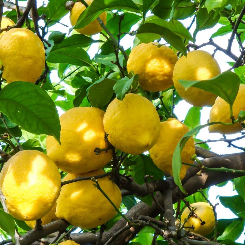 Meyers Lemon Tree, Dwarf Lemon Tree Live Plant from 2 to 4 Inc Tall in ...