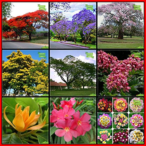 Creative Farmer Plant Seeds Combo Tree Seeds : Jacaranda Mimosafolia ...