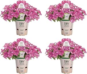 Amazon.com : 4.25 in. Eco+Grande Supertunia Raspberry Rush (Petunia ...