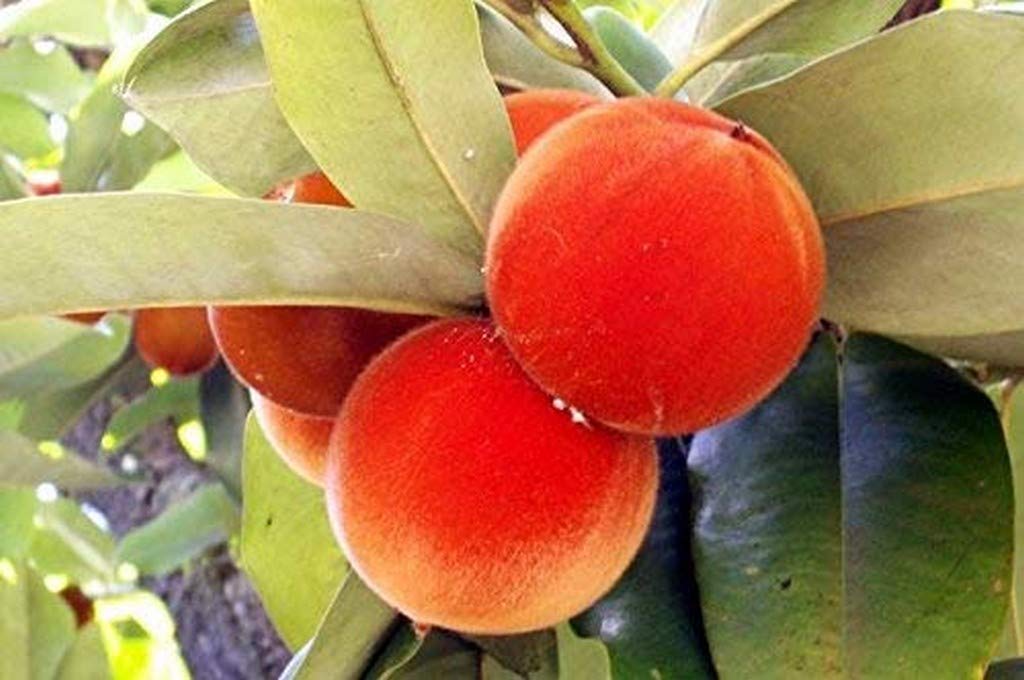 Creative Farmer Garden Rare Diospyros Discolor Velvet Apple Mabolo ...
