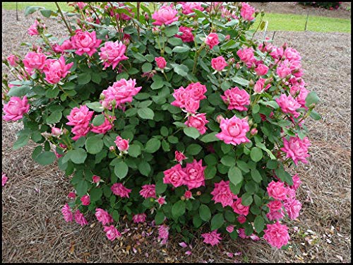 Dwarf High Yield Rare Rose Bush Rose Plant Live for Home Garden ...