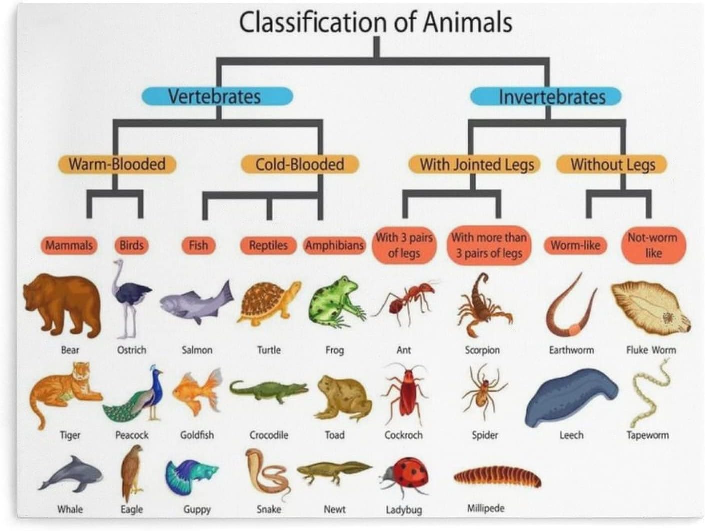 Amazon.com: Biological Poster Animal Biological Classification ...