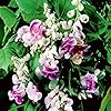 Amazon.com : Corkscrew Vine Seeds Snail Vine Fast-Growing Perennial ...