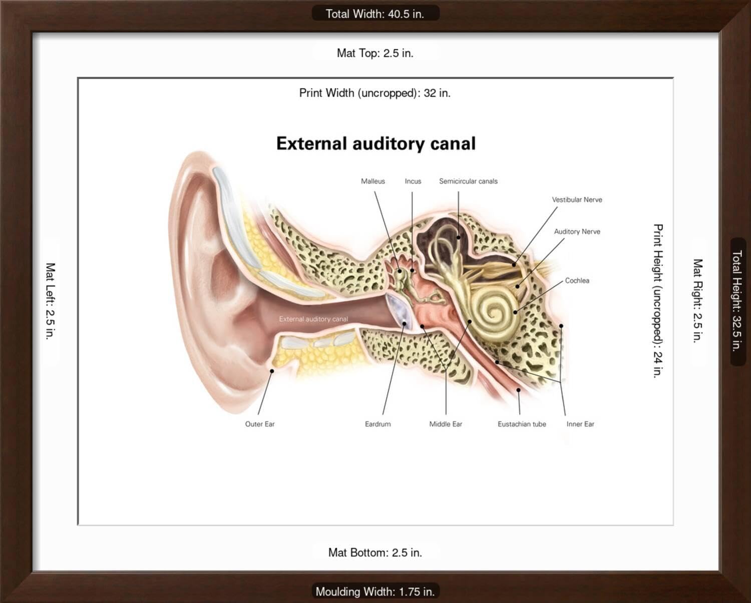 Canal Auditivo Externo Otoacariasis: Demographic And Clinical Outcomes