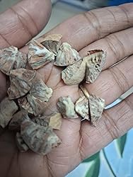 Minimal Raw Arecanut Bite/Diamond Cutting Supari Tukda(Kache Sopari ...