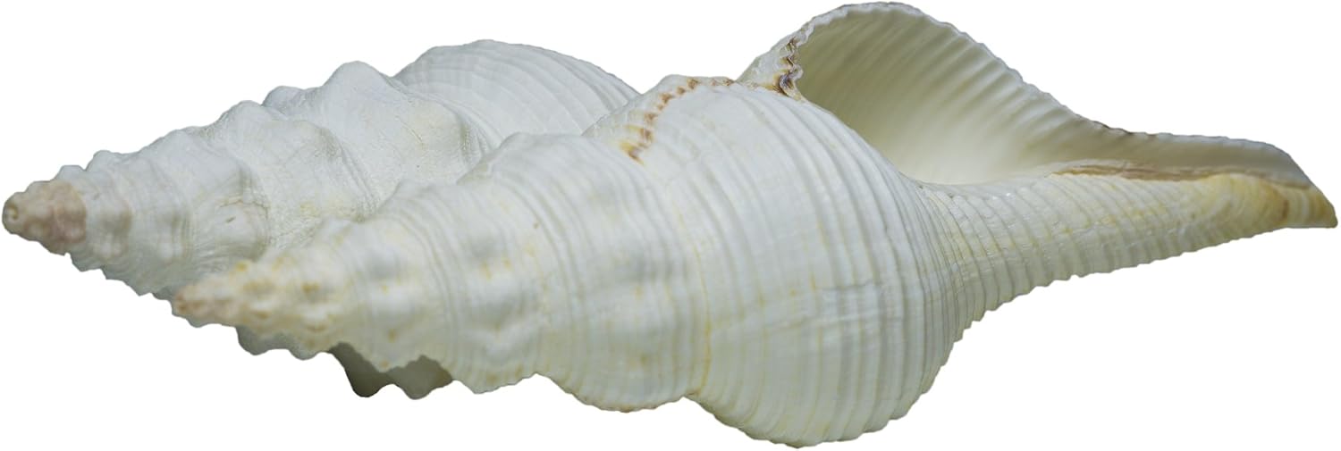 Amazon.com: Spindle Sea Shell | Two Spindle Sea Shells | 4.5"-5.5 ...