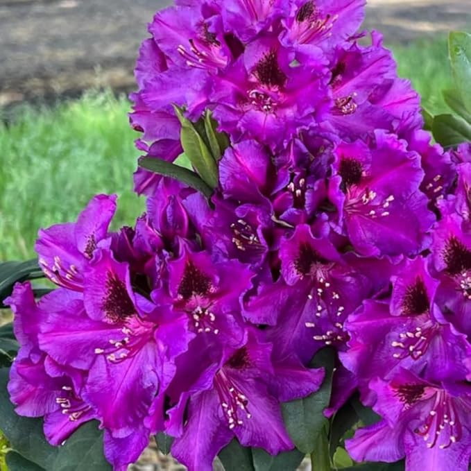 Amazon.com : 1-2 Ft Deep Purple Rhododendron Plants Live, Azalea ...