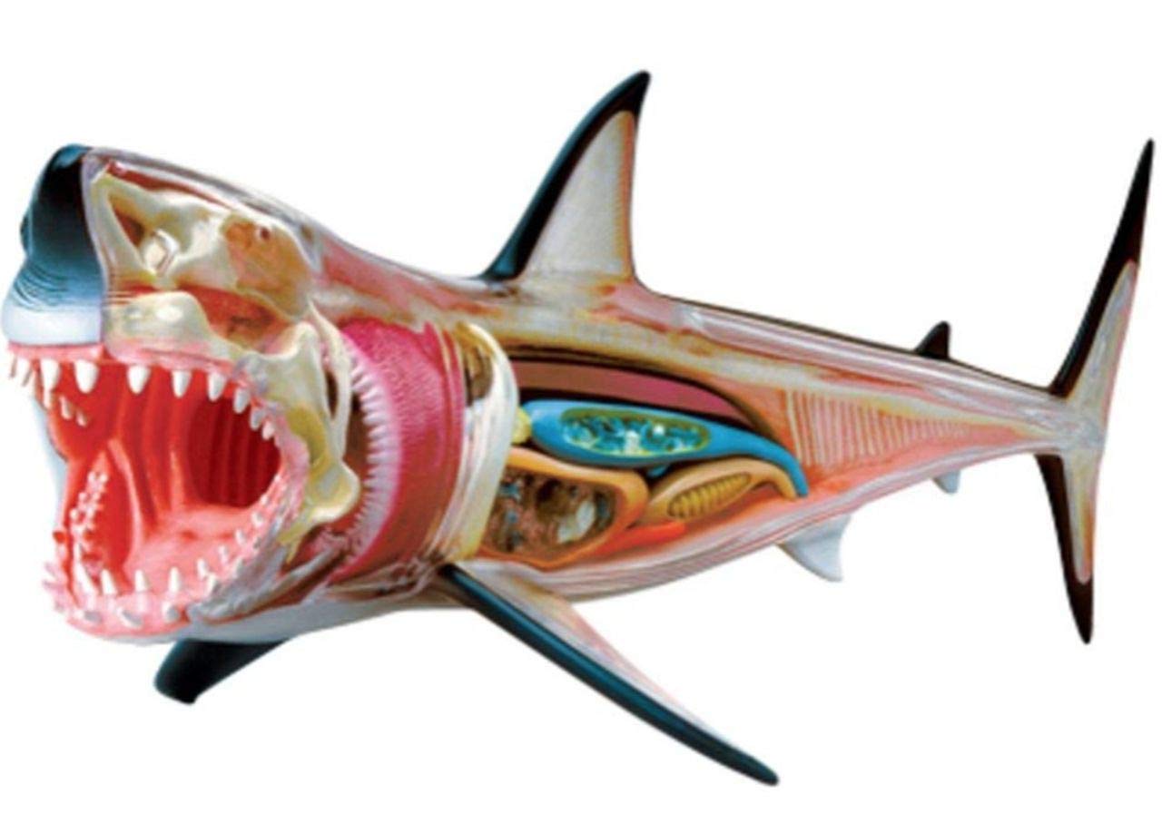 Shark Eye Dissection