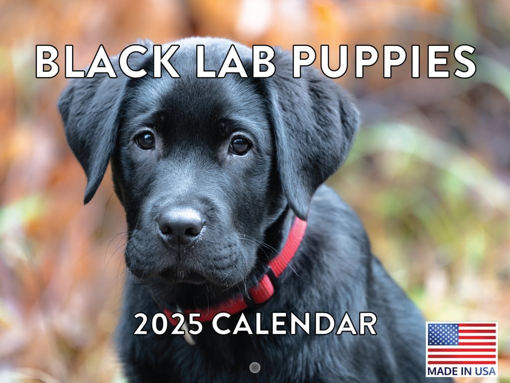 Amazon.com: Black Lab Puppy Calendar 2025 Black Labrador Puppies ...
