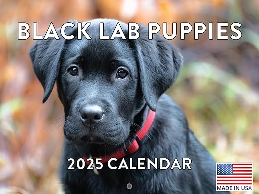 Amazon.com: Black Lab Puppy Calendar 2025 Black Labrador Puppies ...
