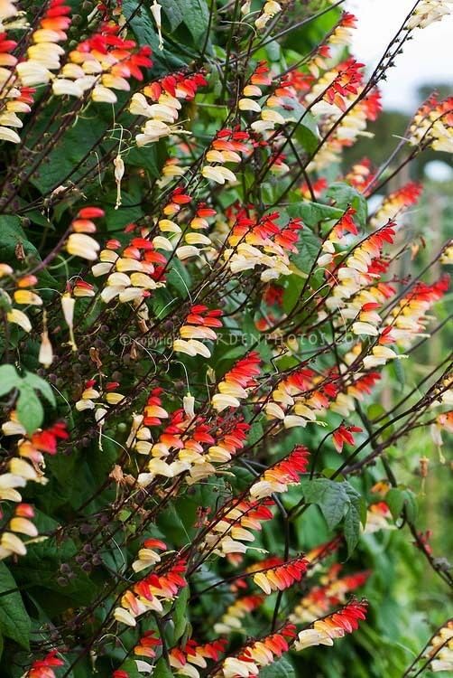 Mina Lobata Spanish Flag Spanish Flag Vine Mina Lobata Stock Photo