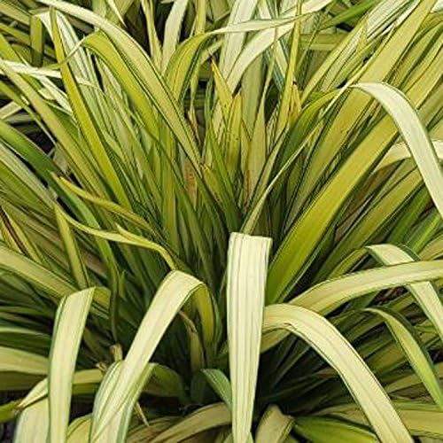 Phormium 'Yellow Wave' 15cm Pot Size : Amazon.co.uk: Garden