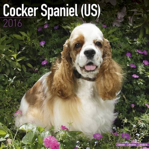Cocker Spaniel (US) Calendar - Only Dog Breed Cocker Spaniel (US ...