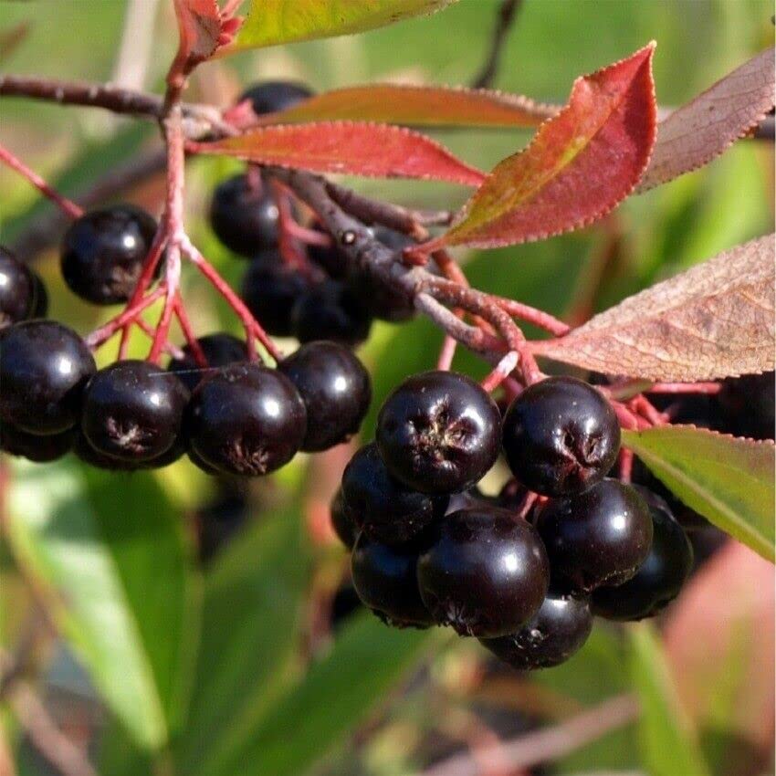 Aronia prunifolia - How to grow & care