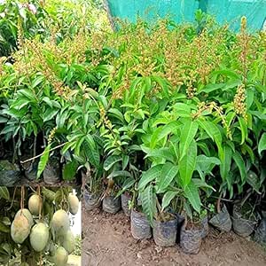 GooGreen Thai Alltime Mango Amba Grafted Live Plant Tree Mangifera ...