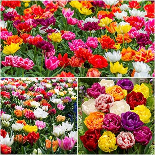 12 x Tulip Bulbs - Classic Tulip Collection - Tulips Bulbs for Planting ...