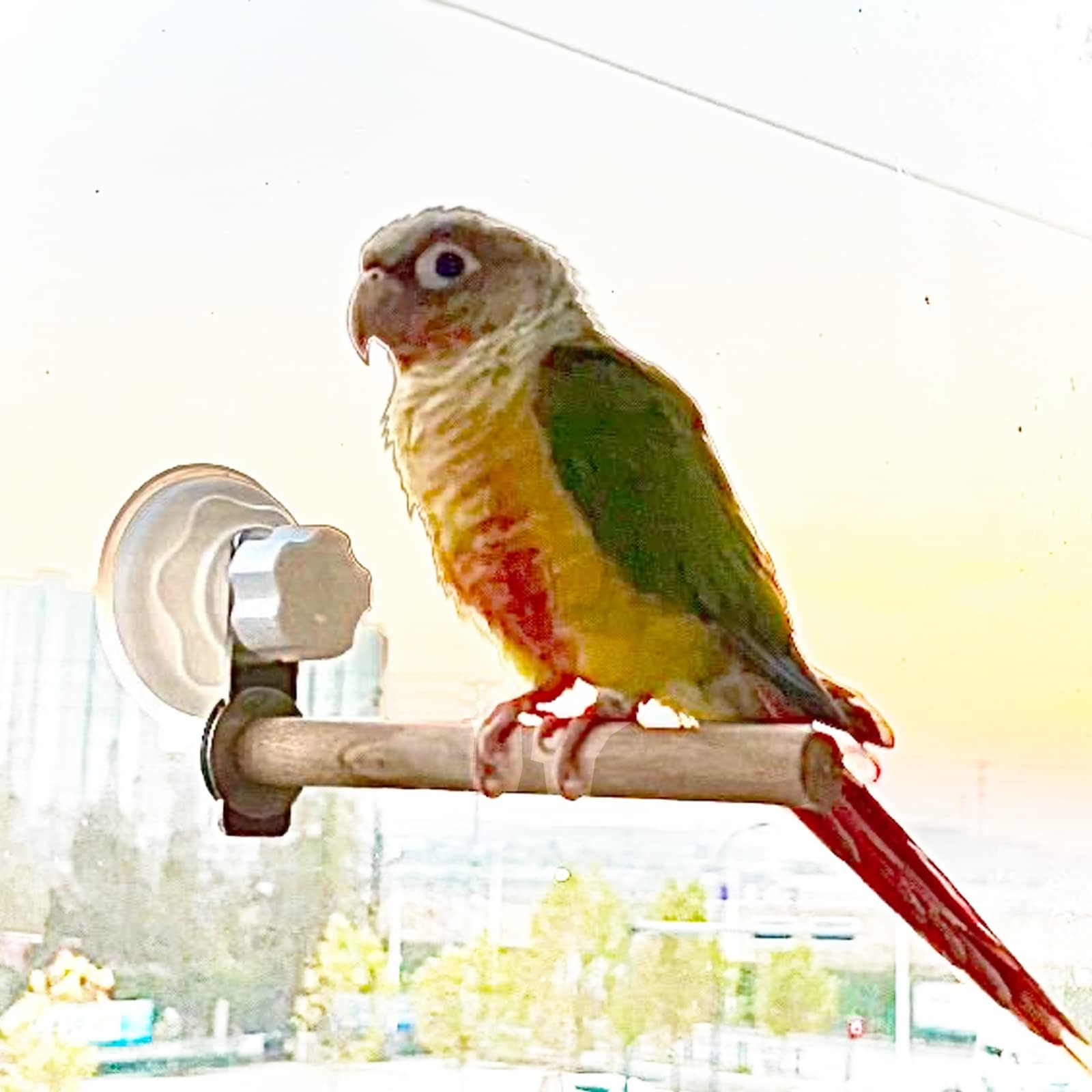 Amazon.com : Bird Window/Bath/Car/Travel Perch Stand with Suction Cup ...