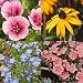 Blumen Samen für Garten und Balkon: 10 Sorten Premium Blumensamen ...
