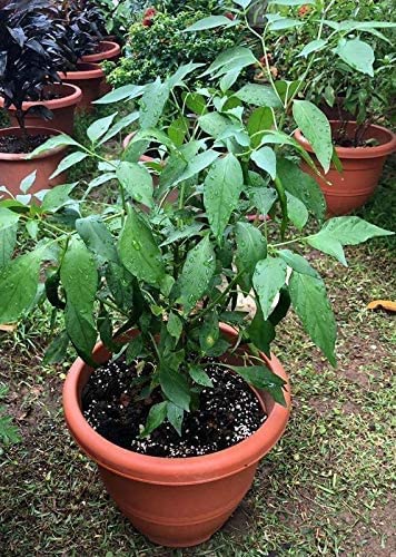 Plant Mall New Real Green Chilli Vegetable Plant Tree With Pot : Amazon ...