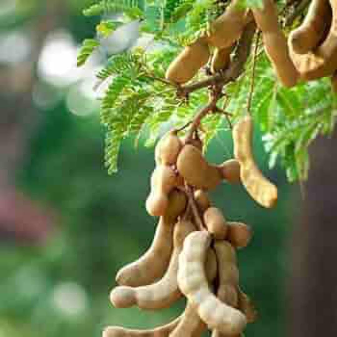 SANJU Gardening Plant Tamarind Thai Sweet and Red Imli Fruit Grafted ...