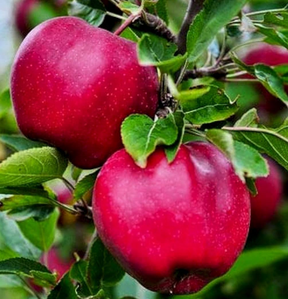 Amazon.com : Premium Apple 100 pcs Seeds - Large Perennial Heirloom Non ...