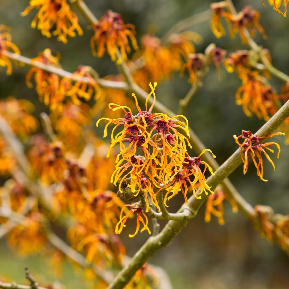 Hamamelis × Intermedia Witch Hazel Plant 'Jelena' Fragrant Orange ...