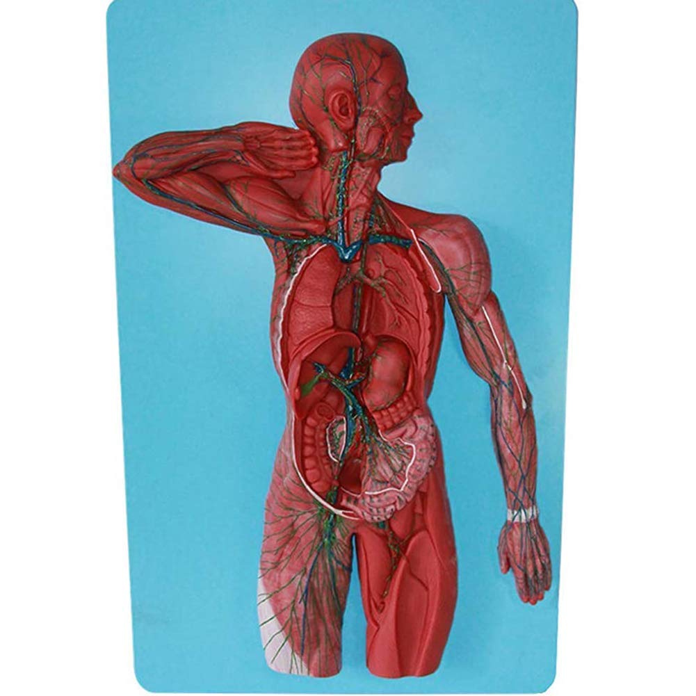 Buy BEZAX Teaching Model, Human Anatomy Model-Human Lymphatic System ...