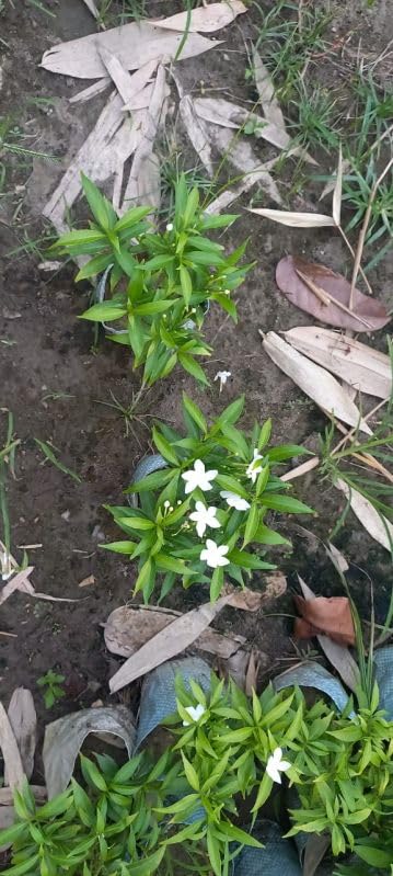 Cloud Farm Live Chinese Tagar Mini Chandni Crape Jasmine Flower Live ...