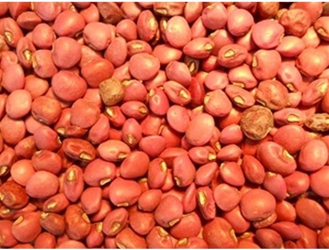 Amazon.com : Red Ripper Cowpeas Seeds (80 Seed Pack) : Patio, Lawn & Garden