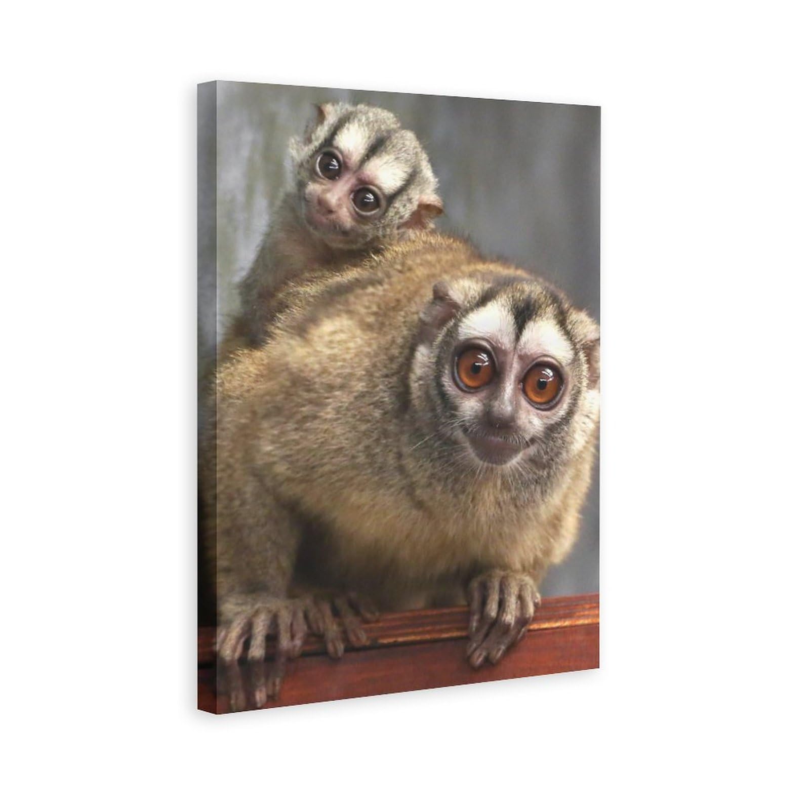 Baby Pygmy Slow Loris