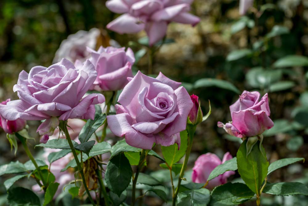 Blue Moon Hybrid Tea Rose