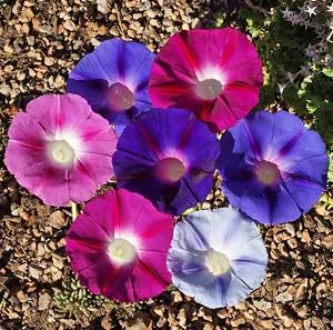 Amazon.com : Day & Night Blooming Morning Glory Seed Mix - ST23 (35 ...