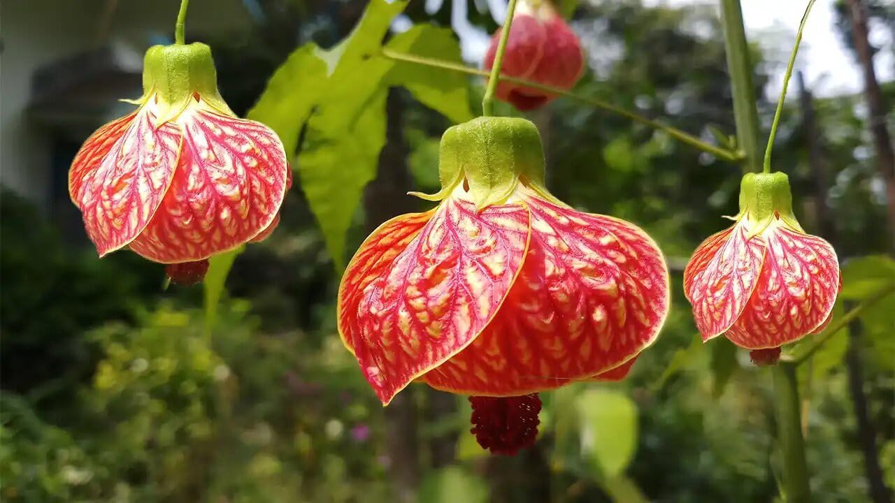 Punarva Hibiscus PlantJoba PlantOriginal Rare Lanthan Hibiscus/Joba ...