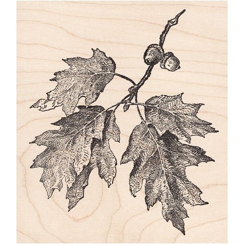 Oak Tree Branch Drawing