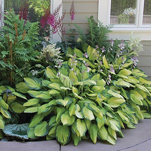 Amazon.com : Mixed Hosta Perennials (6 Pack of Bare Roots) - Great ...