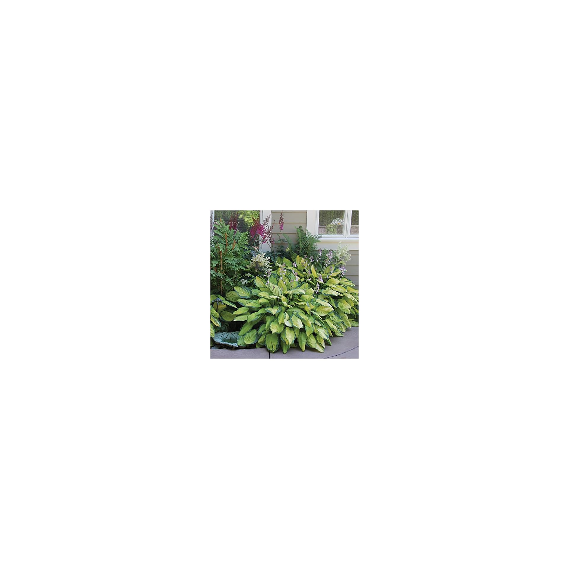 First Frost Hosta - thehostafarm.com