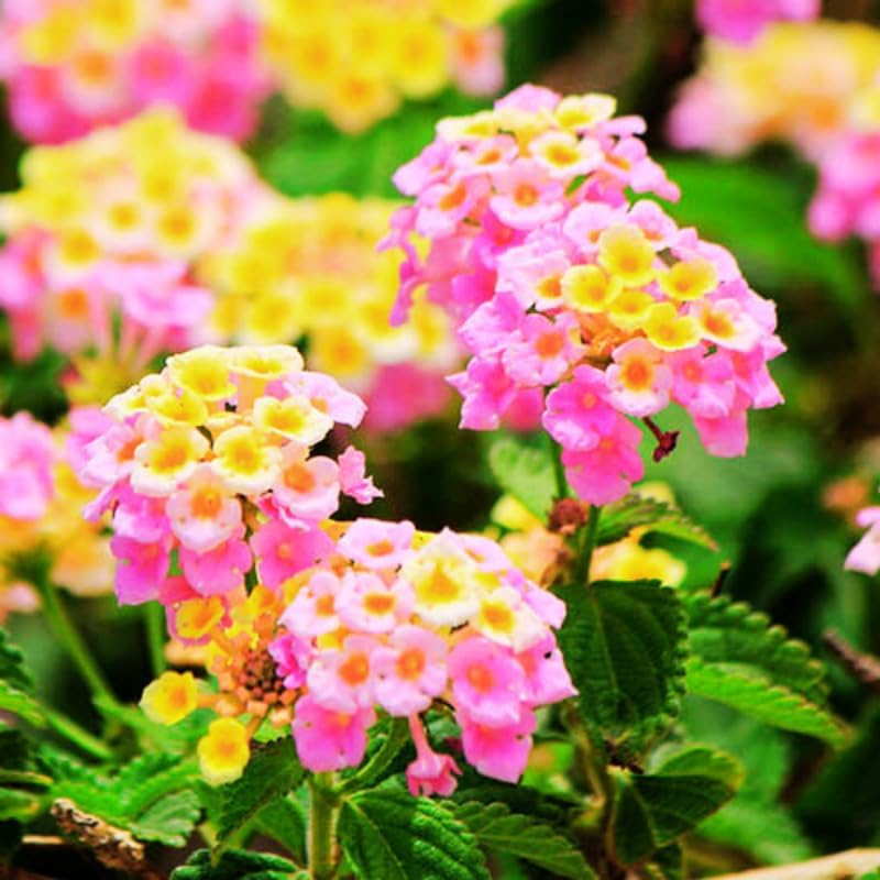 Amazon.com : Lot 4 Light Pink Lantana Live Plants for Planting Outdoors ...