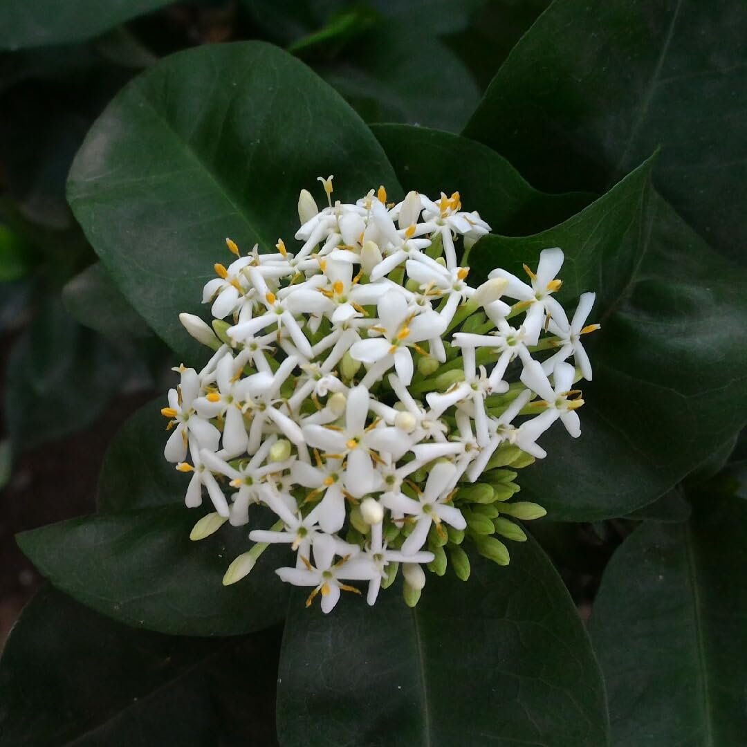 PLANT STORE Ixora Mini Dwarf (White) Rugmini/Rukmini Plant (OUTDOOR ...
