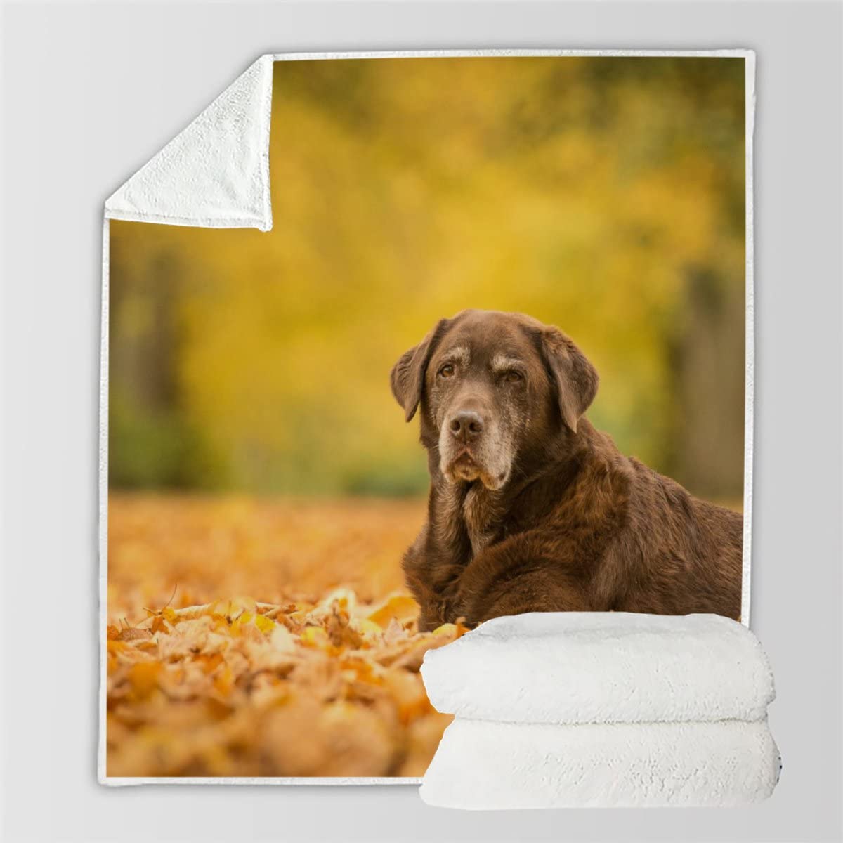 Con Qué Frecuencia El Ciclo De Calor Para Labrador Retriever