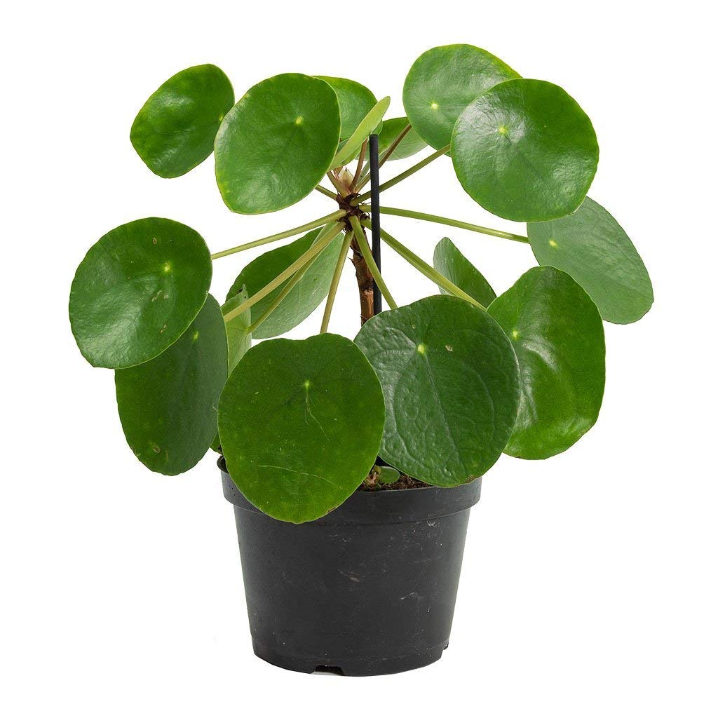 GREEN PARADISE® Chinese Money Plant Pilea Peperomioides Indoor Plant for Well Wishing Grows in ...