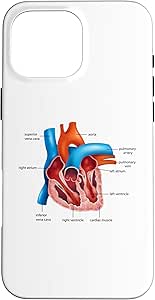 Amazon.com: iPhone 16 Pro Max Funny Human Heart Anatomy Anatomical ...