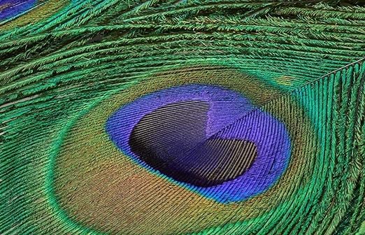 Natural Real Full Length Peacock Feather Tails, Mor Pankh for Good Luck ...
