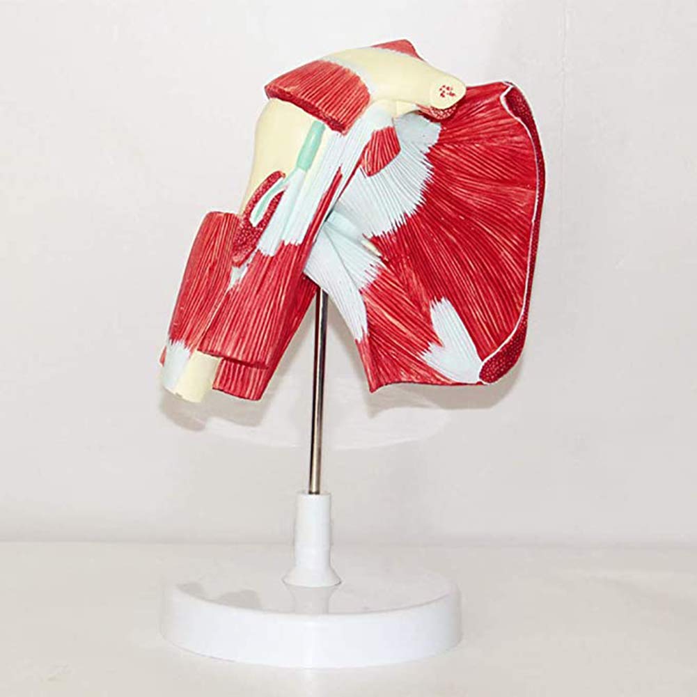 Buy Shoulder Joint Model, Human Upper Limb Muscle Life-Size Human ...