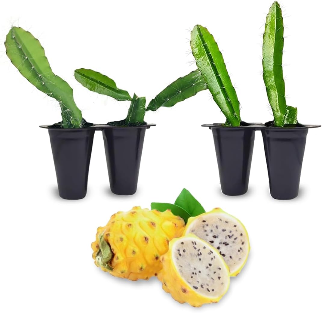 Amazon.com : Dragon Fruit Yellow Dragon (4 Pack) | Real Live Fruit ...
