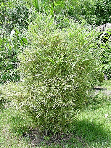 Creative Farmer Live Plant White Bamboo Rare (1 Healthy Live Plant ...