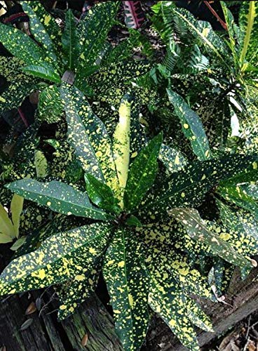 Kapebonavista Codiaeum variegatum Superstar Croton Plant : Amazon.in ...