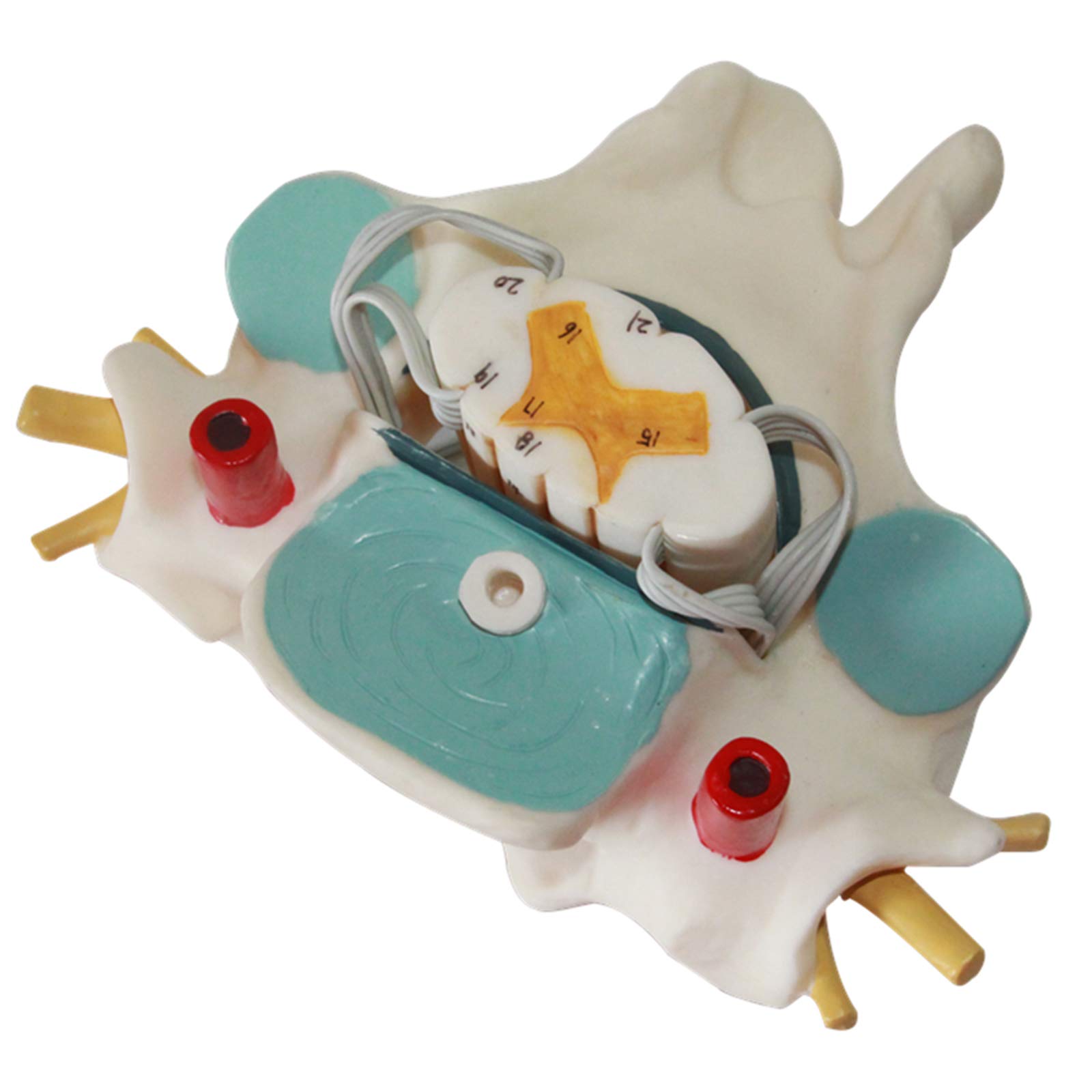 Buy FHUILI Spinal Nerve Model - d Cervical Spinal Cord And Spinal Nerve ...