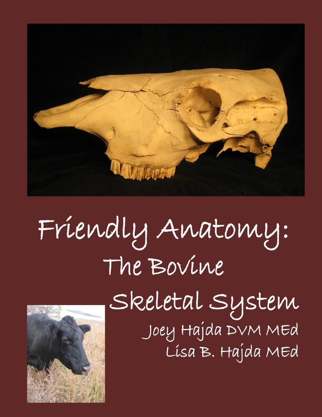Bovine Skeletal Anatomy Bovine Skeleton Cut Out Stock Images