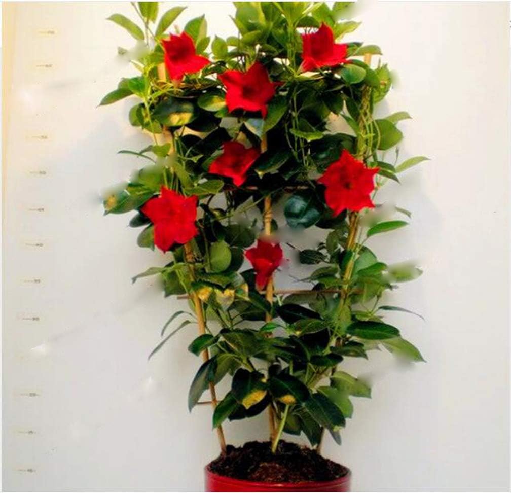 Amazon.com: 100pcs/bag Mandevilla Sanderi(Dipladenia sanderi) Seeds ...