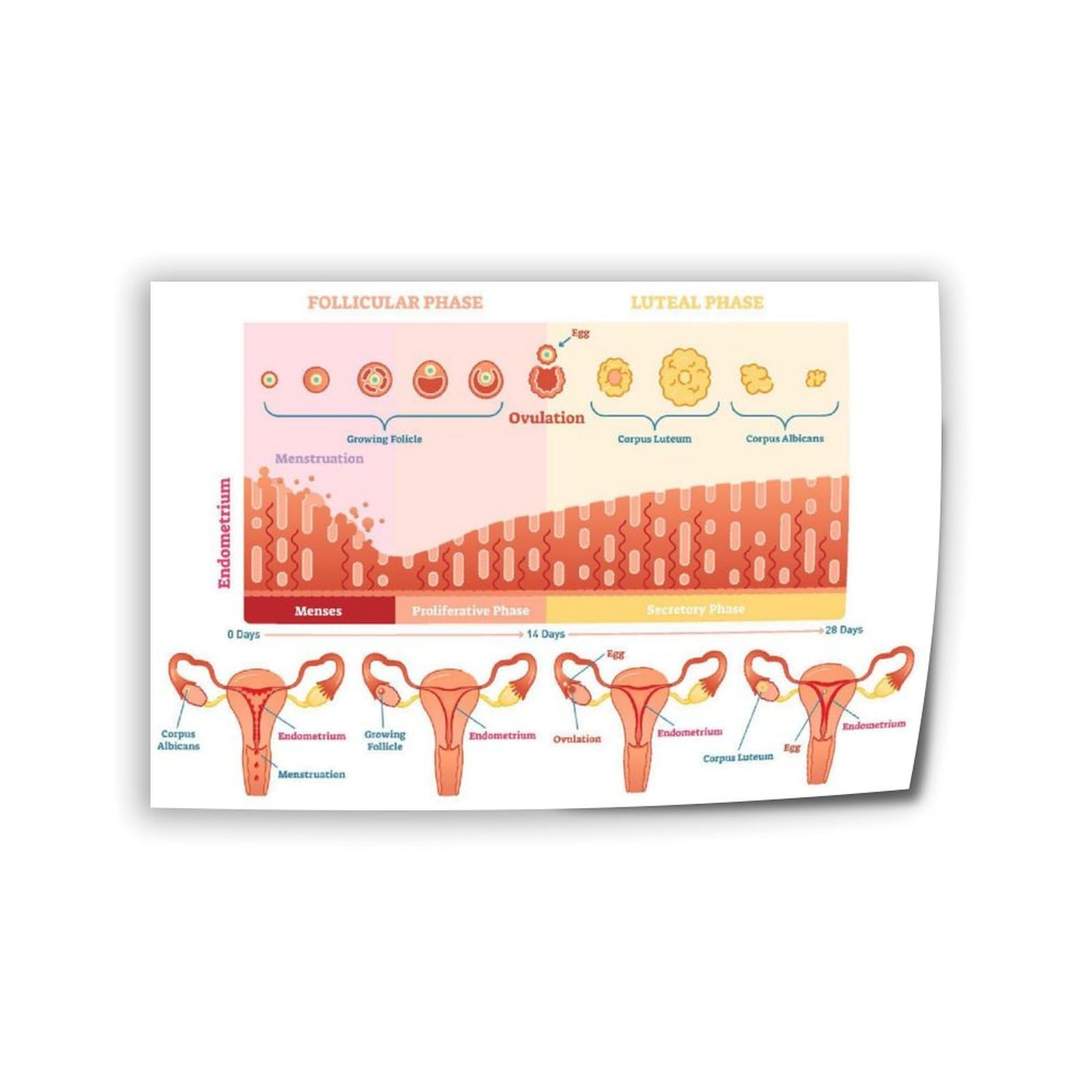 How A Period Cycle Works Getting To Grips With Your Cycle — Bump And